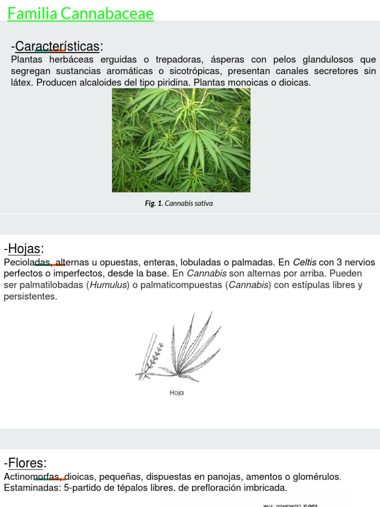 Cannabaceae y Moraceae | PDF | Ramas de la botánica | Botánica