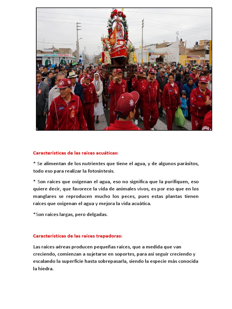 Características de Las Raíces Acuáticas | PDF