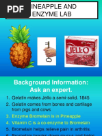 Pineapple Enzyme Lab - 1b | PDF | Pineapple | Enzyme