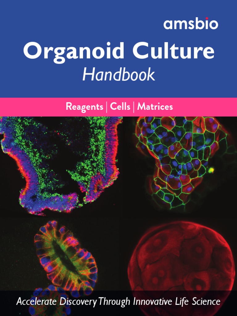 Organoid Culture Handbook | PDF | Extracellular Matrix | Cellular ...