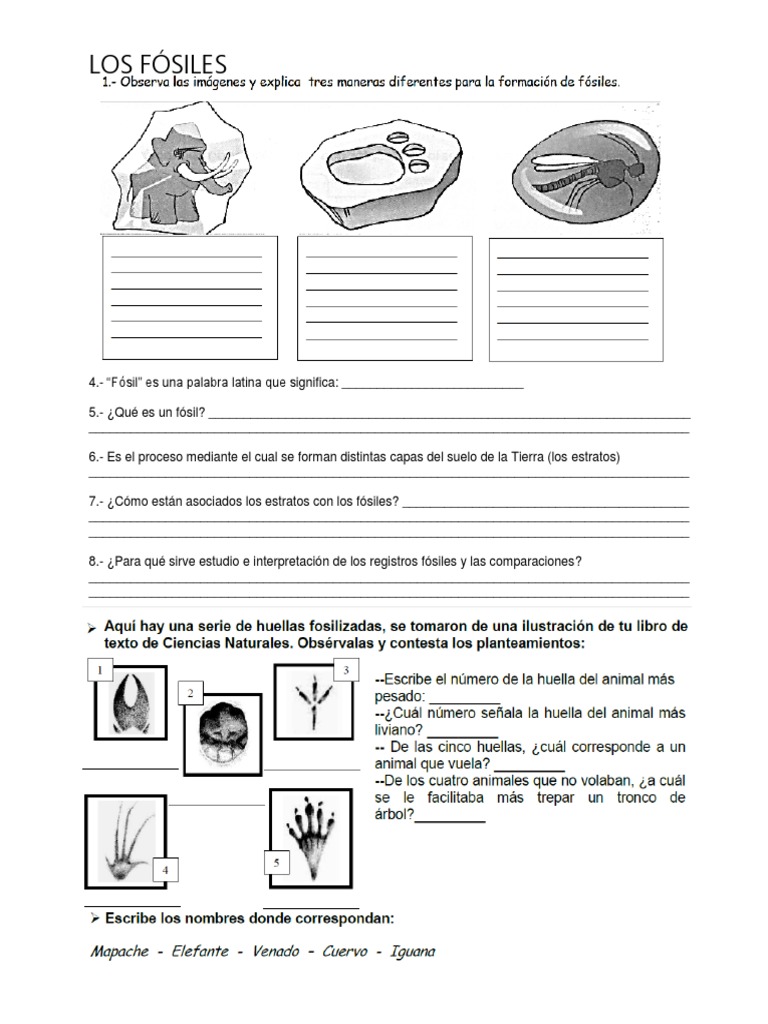 Actividades de Fósiles para Niños | PDF