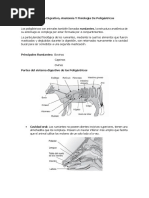 Anatomía y Fisiología Digestiva Caprina | PDF | Rumiante | Bioquímica