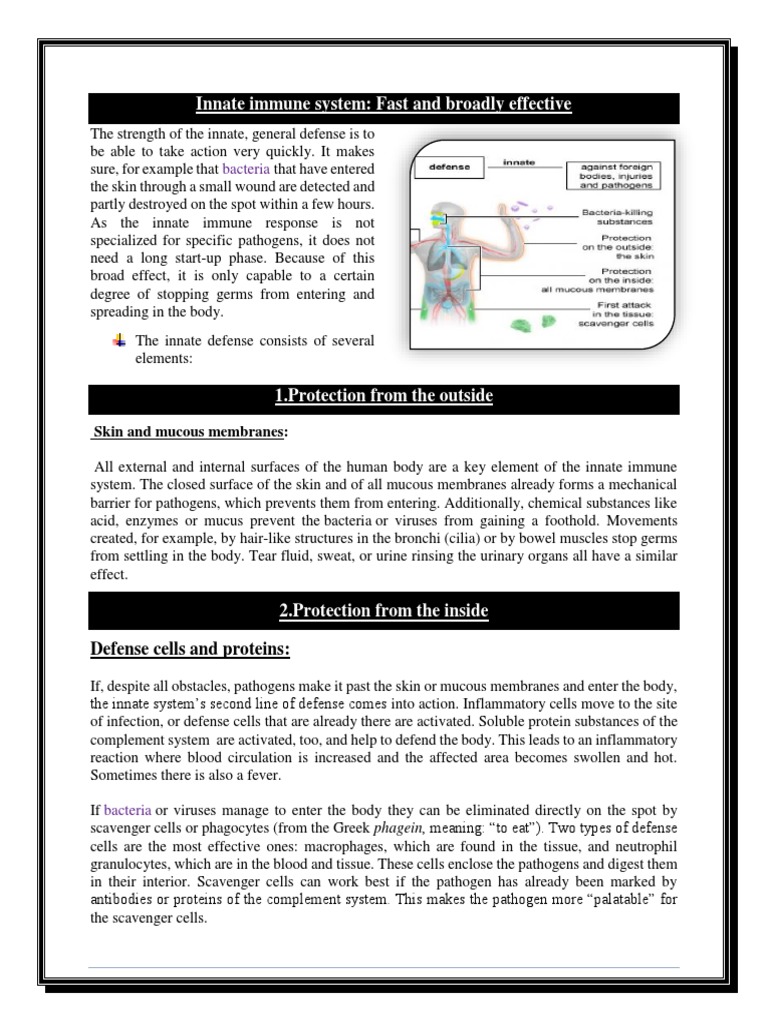 Innate Immune System: Fast and Broadly Effective: Bacteria | PDF ...
