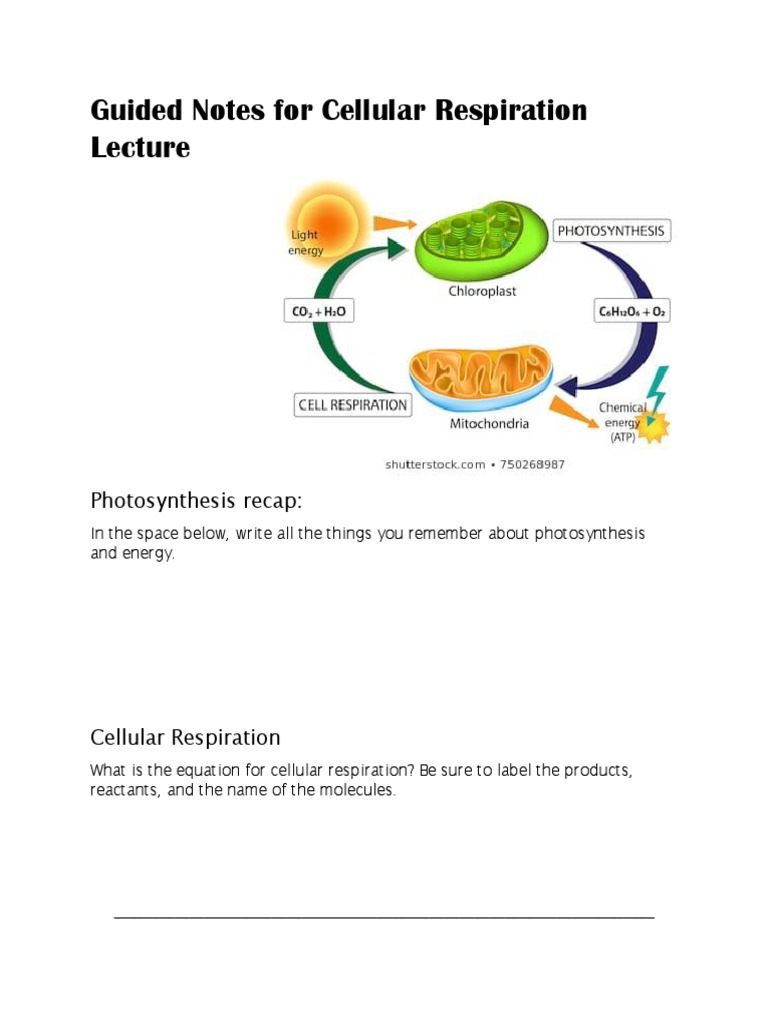 Guided Notes For Cellular Respiration | PDF