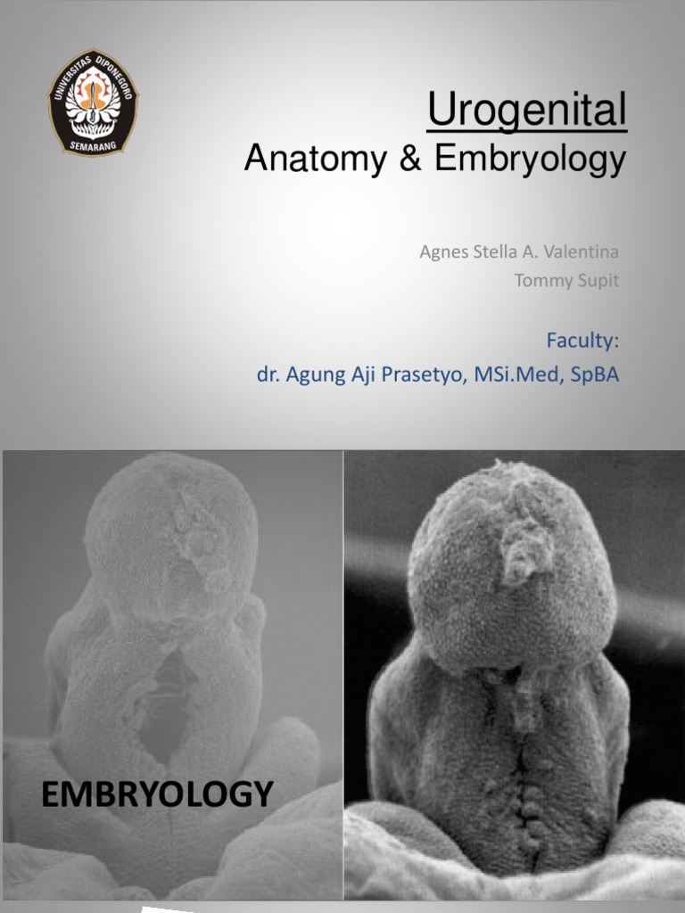 Urogenital Embryology & Anatomy | PDF | Urinary Bladder | Sex Organ