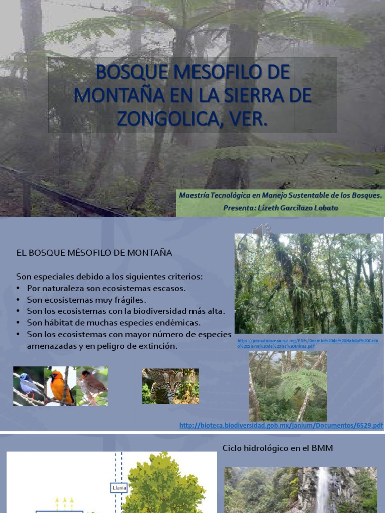 Bosque Mesofilo de Montaña en La Sierra de | PDF | Biodiversidad | Los ...