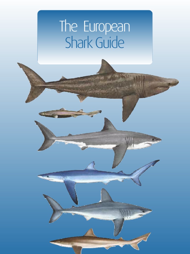 The European Shark Guide | PDF | Sharks | Fish And Humans