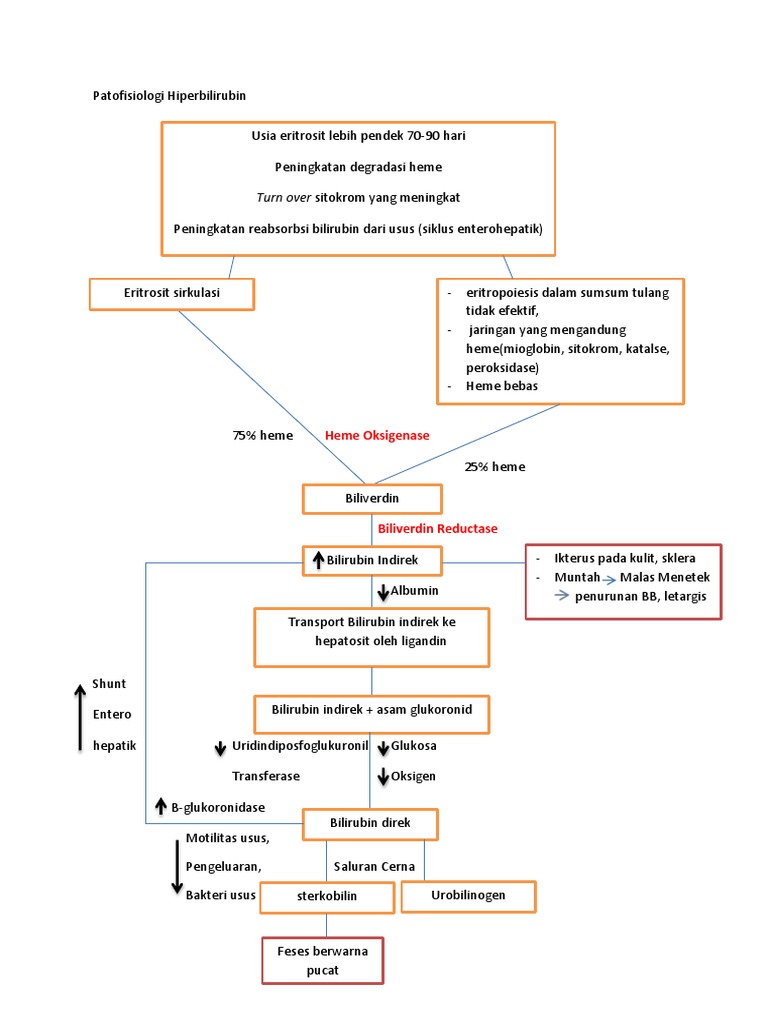 Patofisiologi Hiperbilirubin | PDF