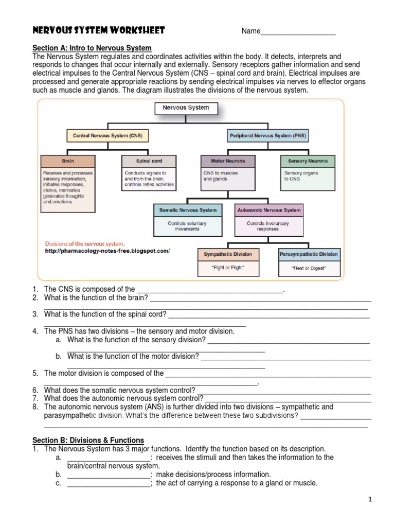 Nervous System Concept Map | PDF | Neurotransmitter | Neuron