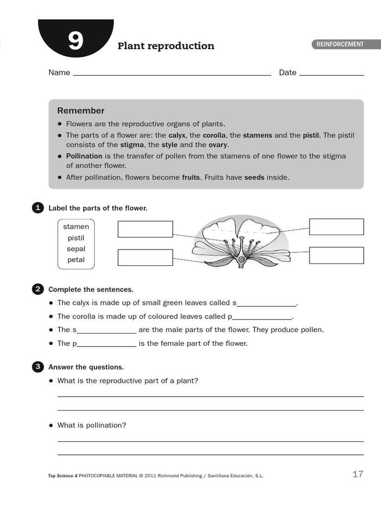 4 Primaria Natural Science PLANT REPRODUTION Thik Do Learn | PDF ...