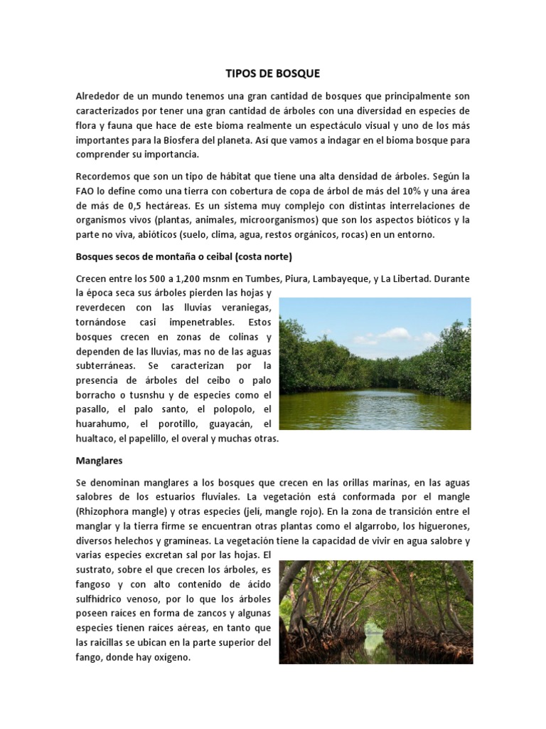 Tipos de Bosque | PDF | Selva | Andes