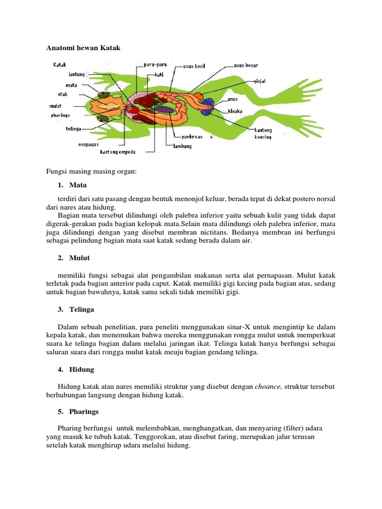 Anatomi Hewan Katak | PDF