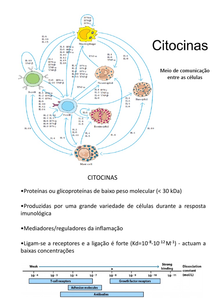 Aula13 Citocinas Parte II | PDF | Quimiocina | Citocina