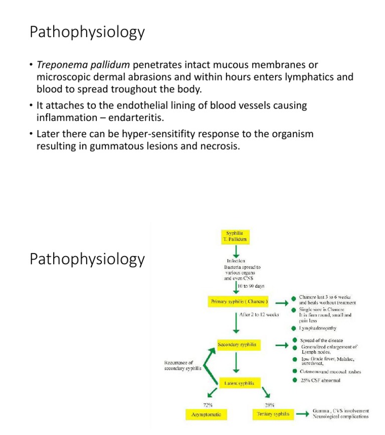Syphilis Pathophysiology: T. pallidum Spread and Damage | PDF