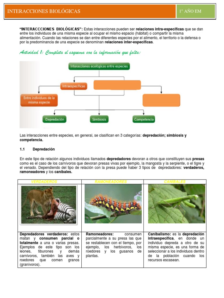 Ejemplos de Interacciones Biológicas | PDF | Depredación | Simbiosis