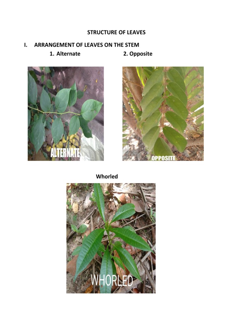 Leaf Structure and Arrangement Guide | PDF | Science & Mathematics
