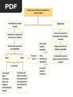Laboratorio N°3. Determinación de Grupos Sanguíneos. Tipaje Directo ...