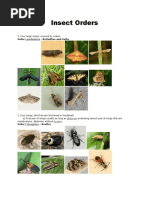 Sanitary Defects | PDF | Hexapoda | Insects And Humans