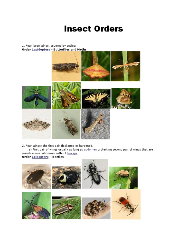 Class Insecta Orders