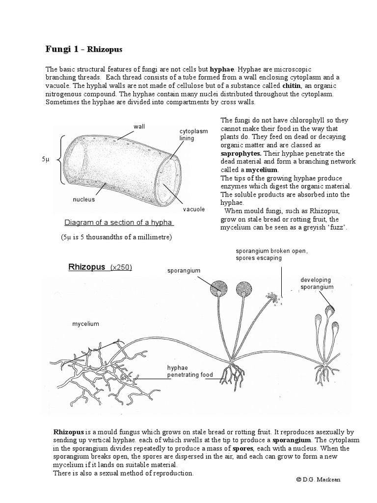 Rhizopus Sporangia Labeled Hyphae