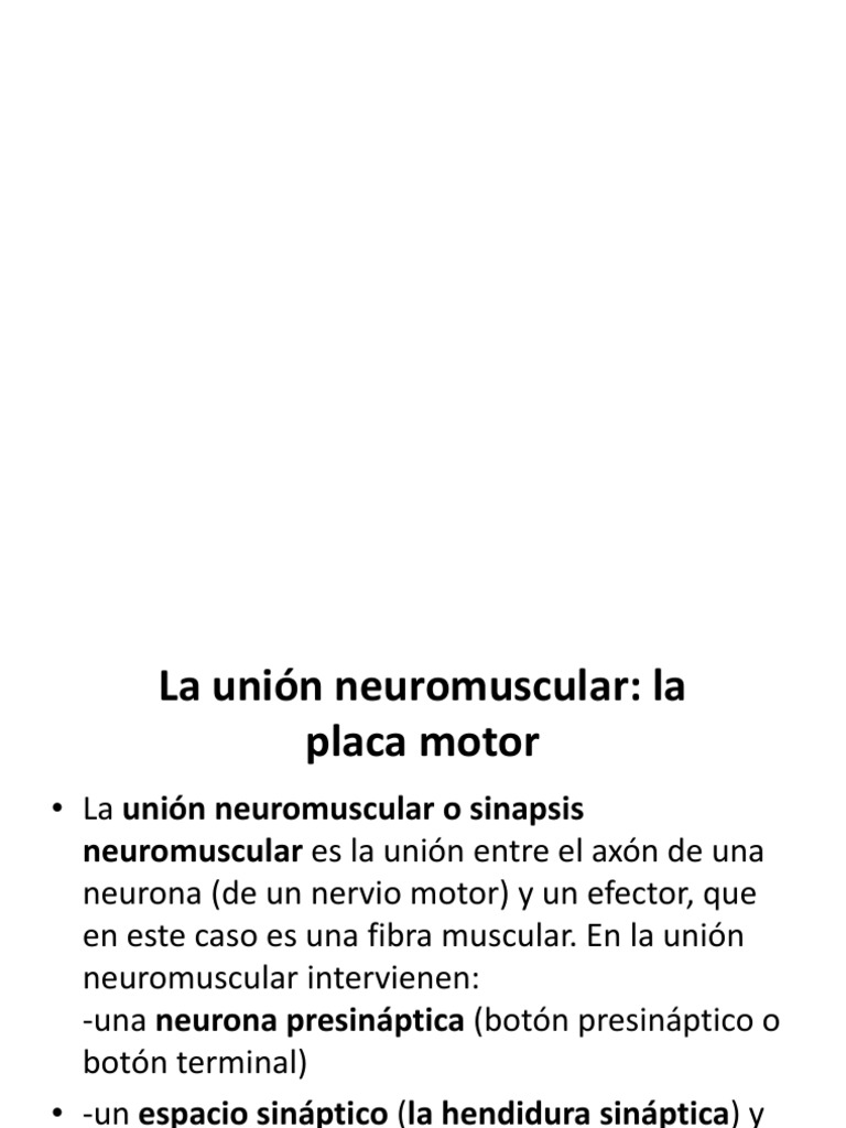 Clase No. 09 Union Neuromuscular Contracion Muscular | PDF | Unión ...