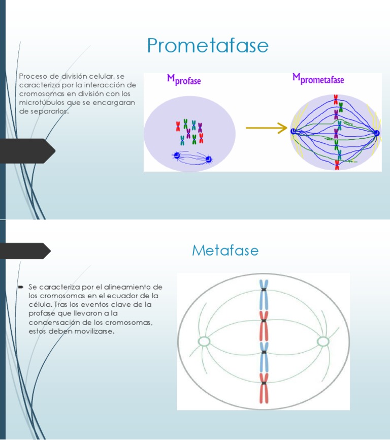 Prometafase y Metafase: División Celular | PDF