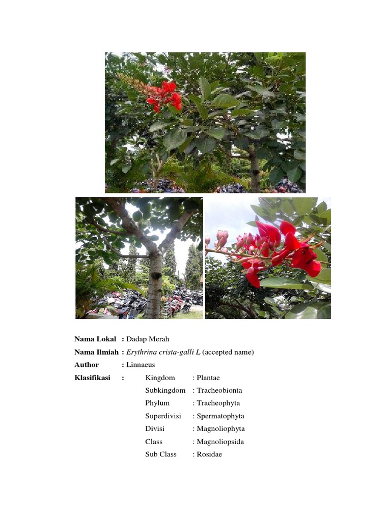 Pencandraan Pohon Dadap | PDF