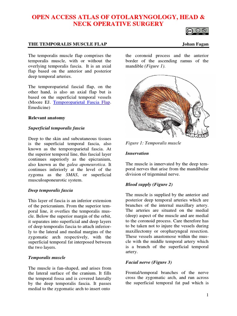 Temporalis Muscle Flap-1 | PDF | Primate Anatomy | Musculoskeletal System