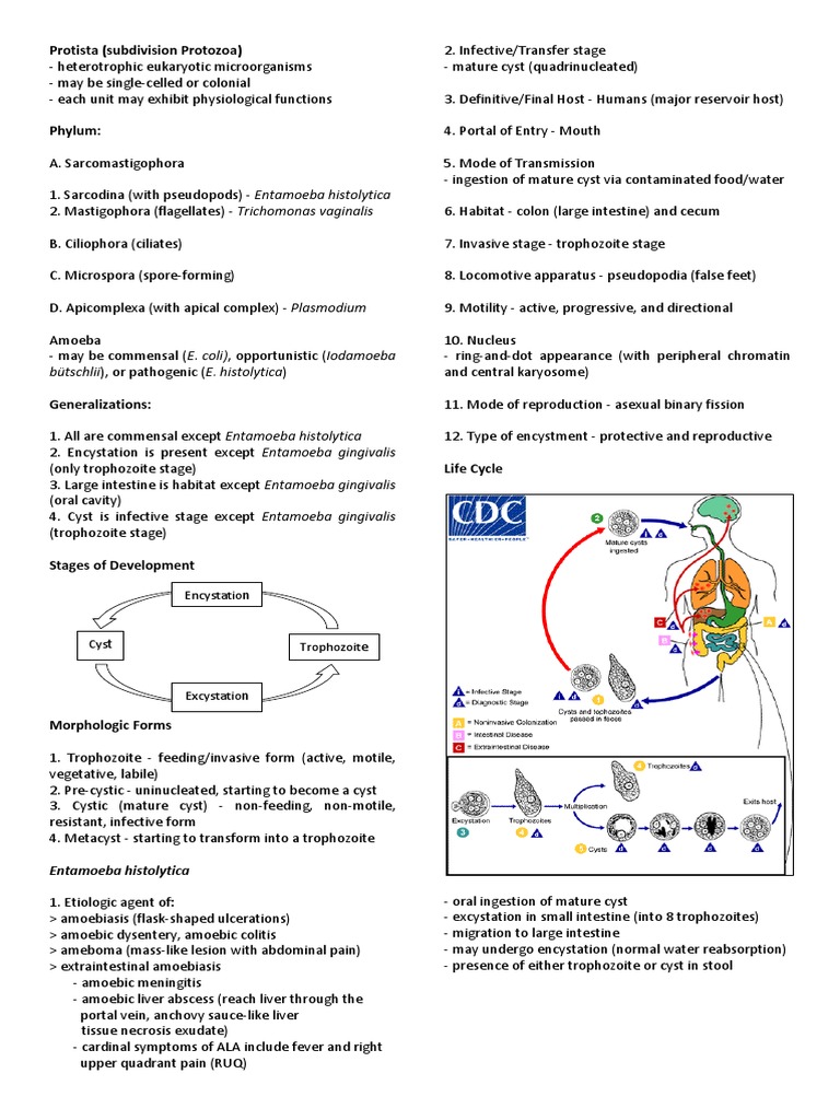 Protista (Subdivision Protozoa) : Bütschlii), or Pathogenic (E ...