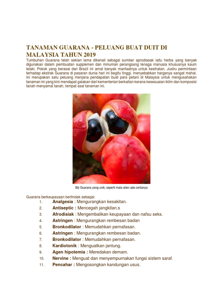 Tanaman Guarana Projek | PDF