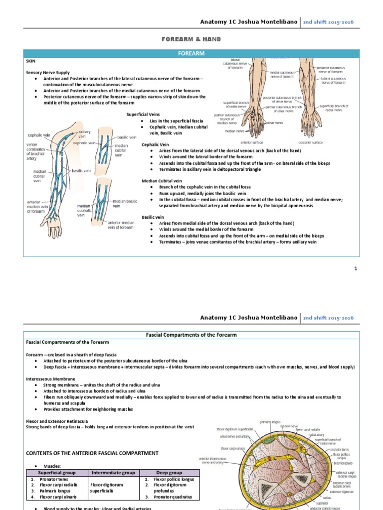 Forearm and Hand Anatomy | PDF | Thumb | Finger