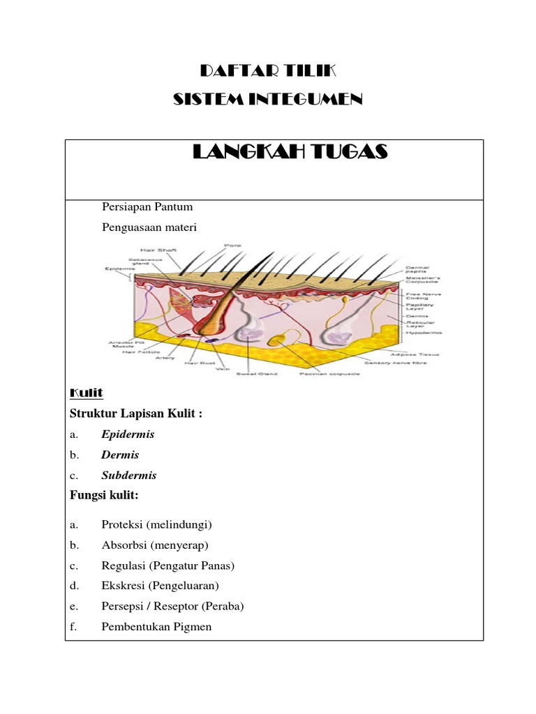 Struktur dan Fungsi Sistem Integumen | PDF | Griya & Taman
