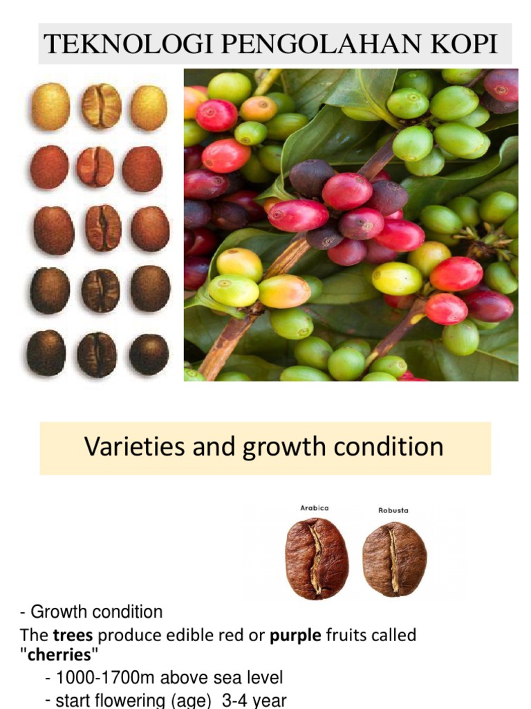 Kopi | PDF | Coffee | Chemical Substances