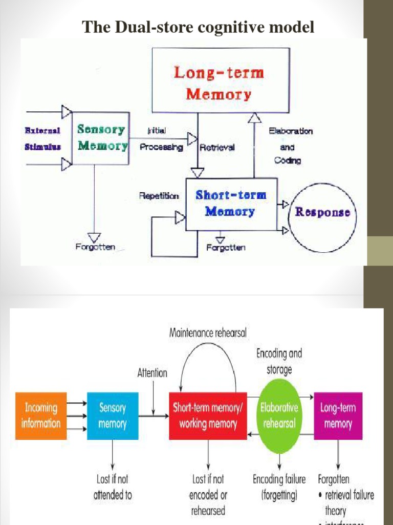 Memory Model | PDF | Recall (Memory) | Memory