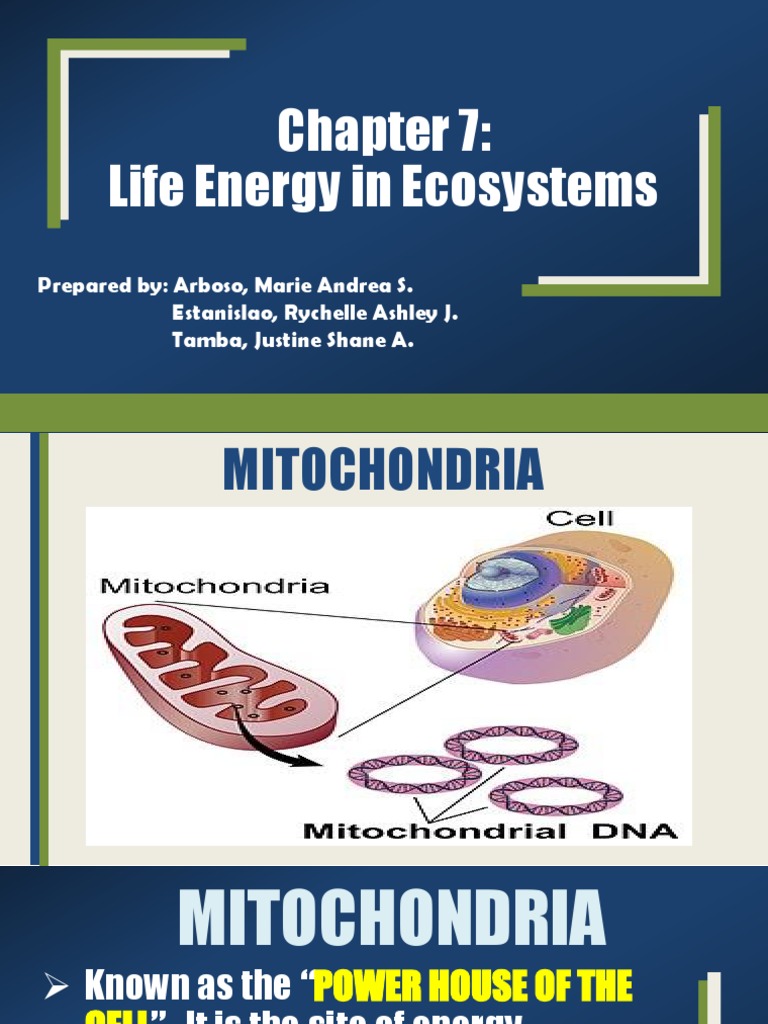 Science Powerpoint Original | PDF | Photosynthesis | Cellular Respiration