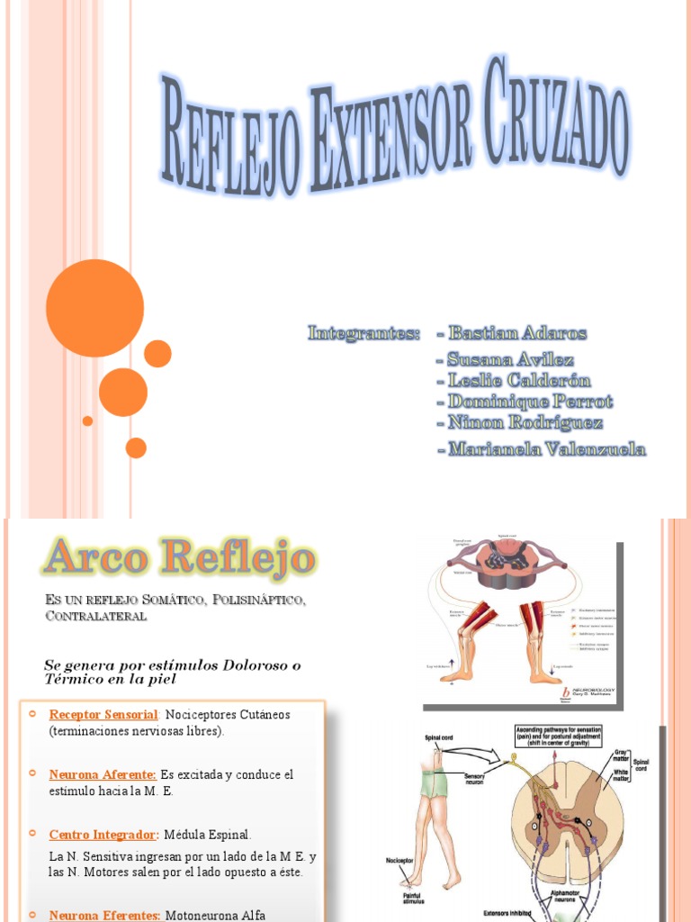 Reflejo Extensor Cruzado 1 | PDF