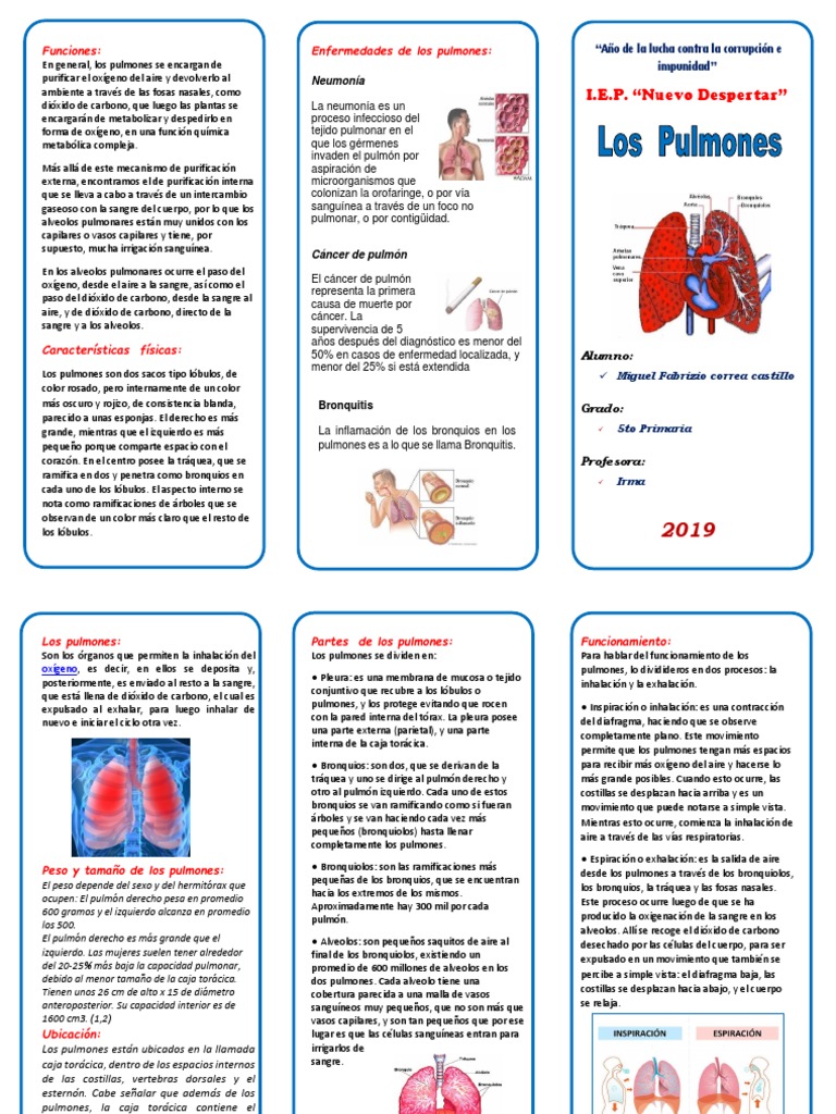 Triptico Los Pulmones | PDF | Pulmón | Tórax