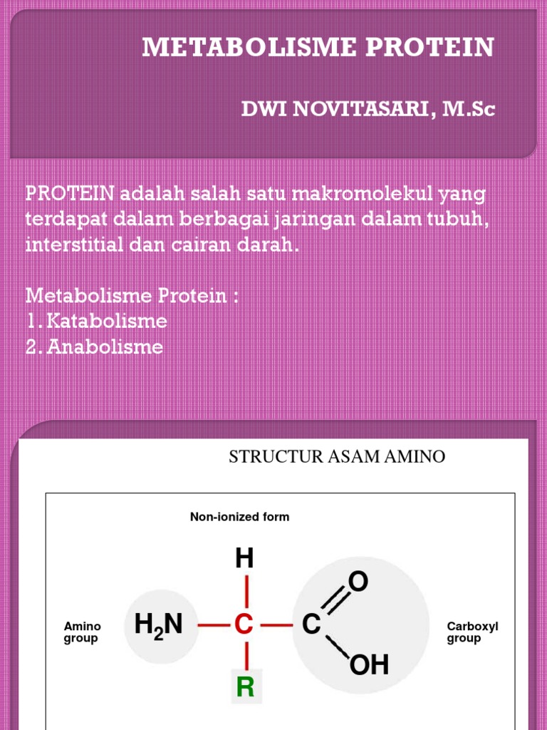 Metabolisme Protein | PDF