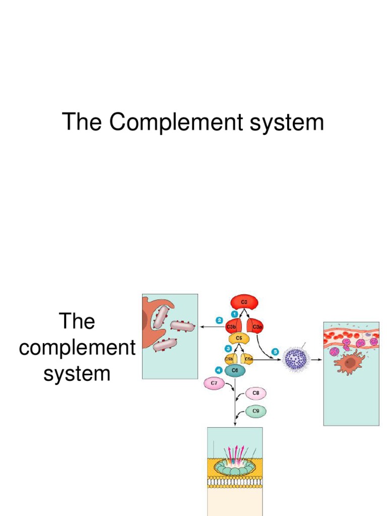 A. Pertemuan 4 | PDF | Complement System | Immune System