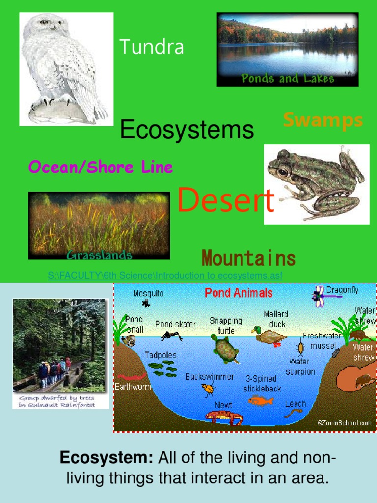 Ecosystem Notes Powerpoint | PDF | Food Web | Forests