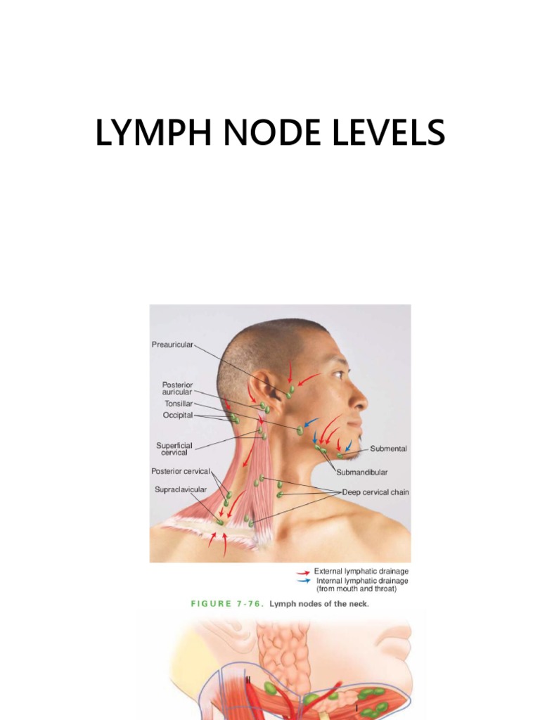 Lymph Node Levels | PDF