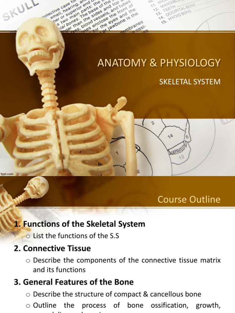 Overview of the Skeletal System | PDF | Skeleton | Extracellular Matrix