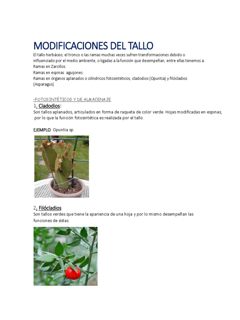 Modificaciones Del Tallo | PDF