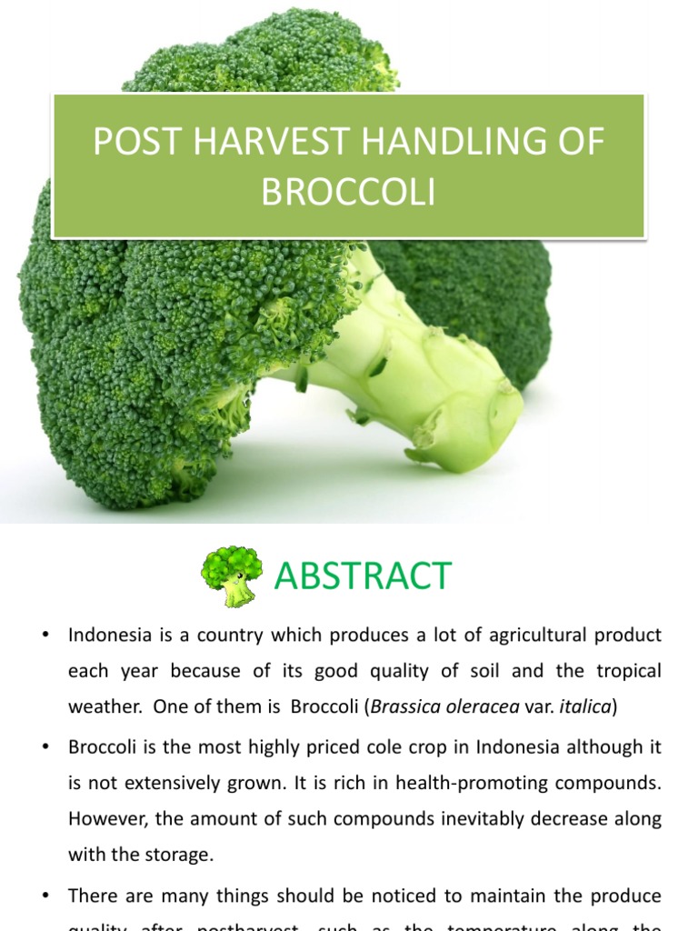 WEEK 3 - PPT BROCCOLI | PDF | Broccoli | Postharvest