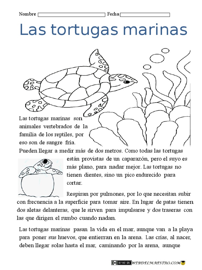 Información sobre tortugas marinas para niños | PDF | Hogar, jardinería ...