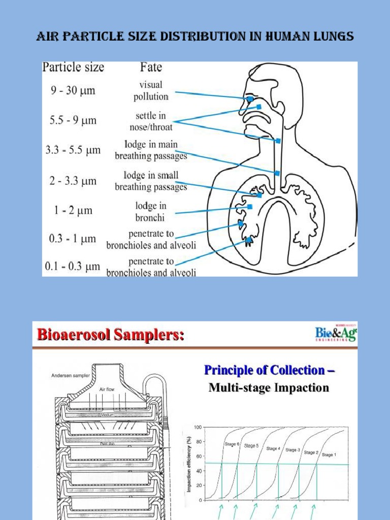 Air Particle Size Distribution in Human Lungs | PDF | Law | Wellness