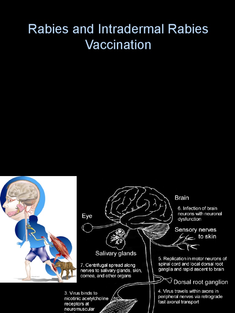Rabies | PDF | Rabies | Immunity (Medical)