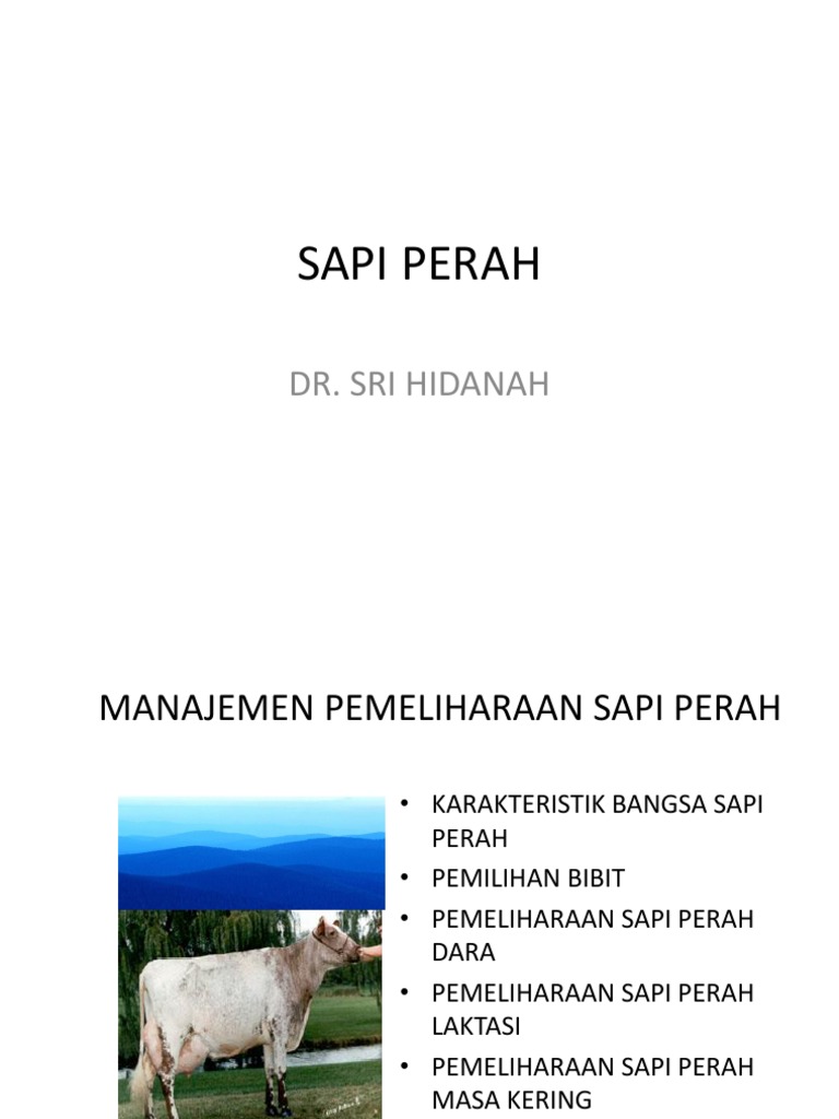 Sapi Perah | PDF