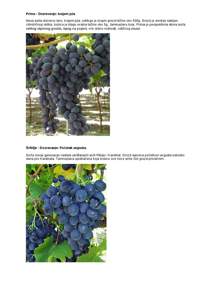 Stone Sorte Vinove Loze Crne