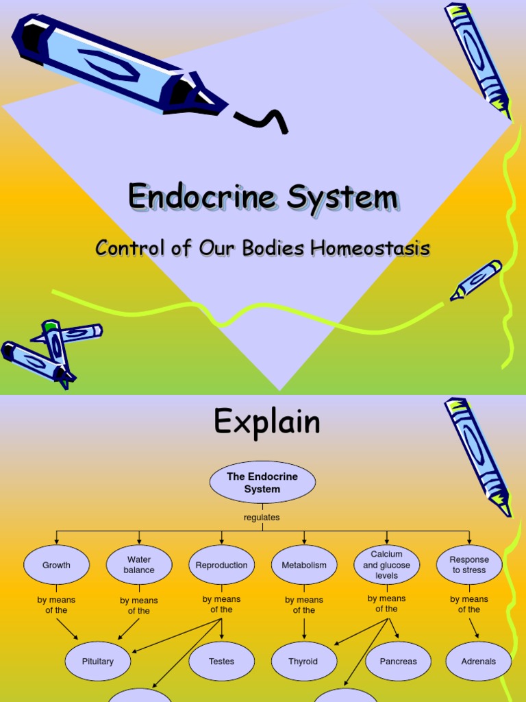 Endocrine System Feedback Systems | PDF | Endocrine System | Pancreas